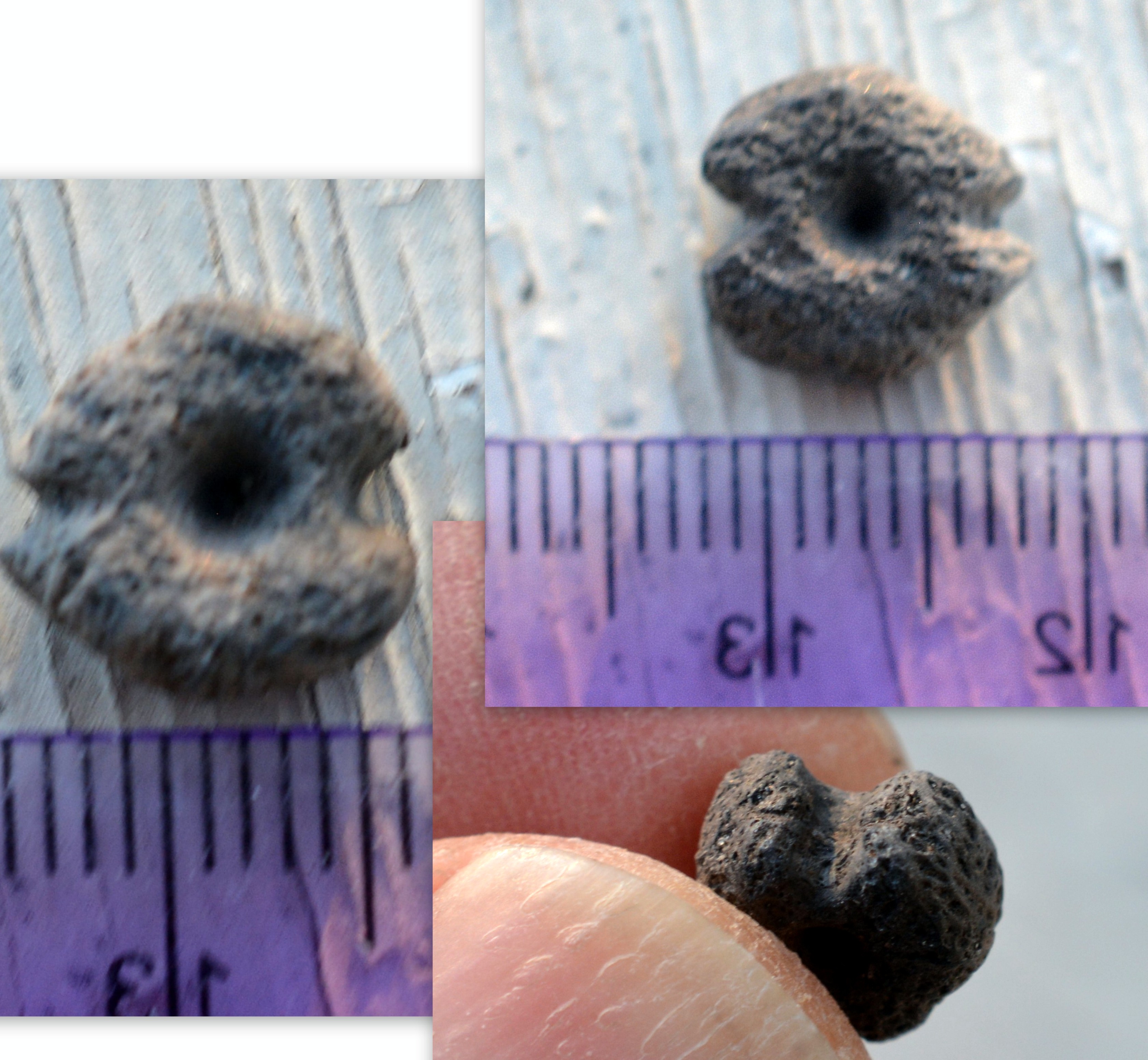 Florida Finds need correct ID - Fossil ID - The Fossil Forum