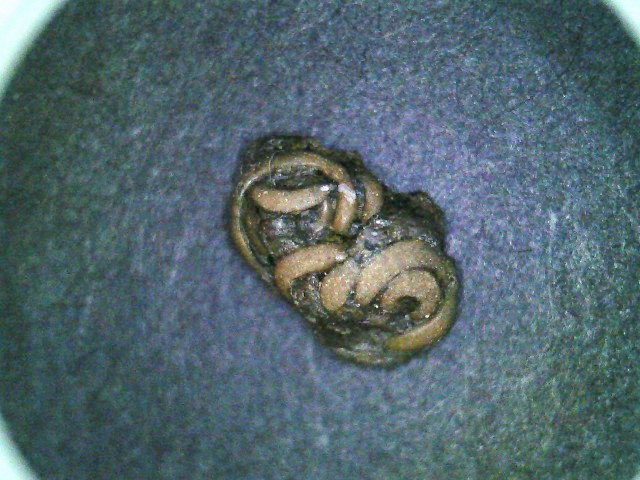 Fish Poo ? - Fossil ID - The Fossil Forum