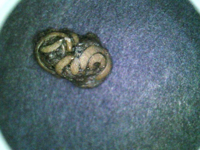 Fish Poo ? - Fossil ID - The Fossil Forum