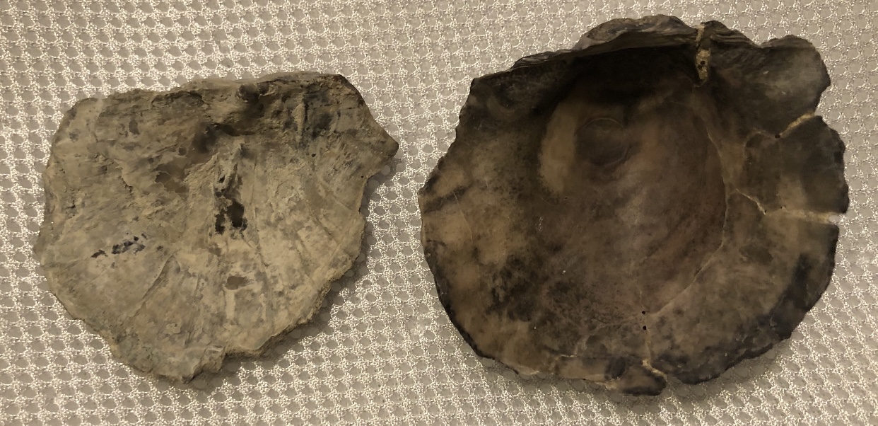 Jurassic Shells? - Fossil ID - The Fossil Forum