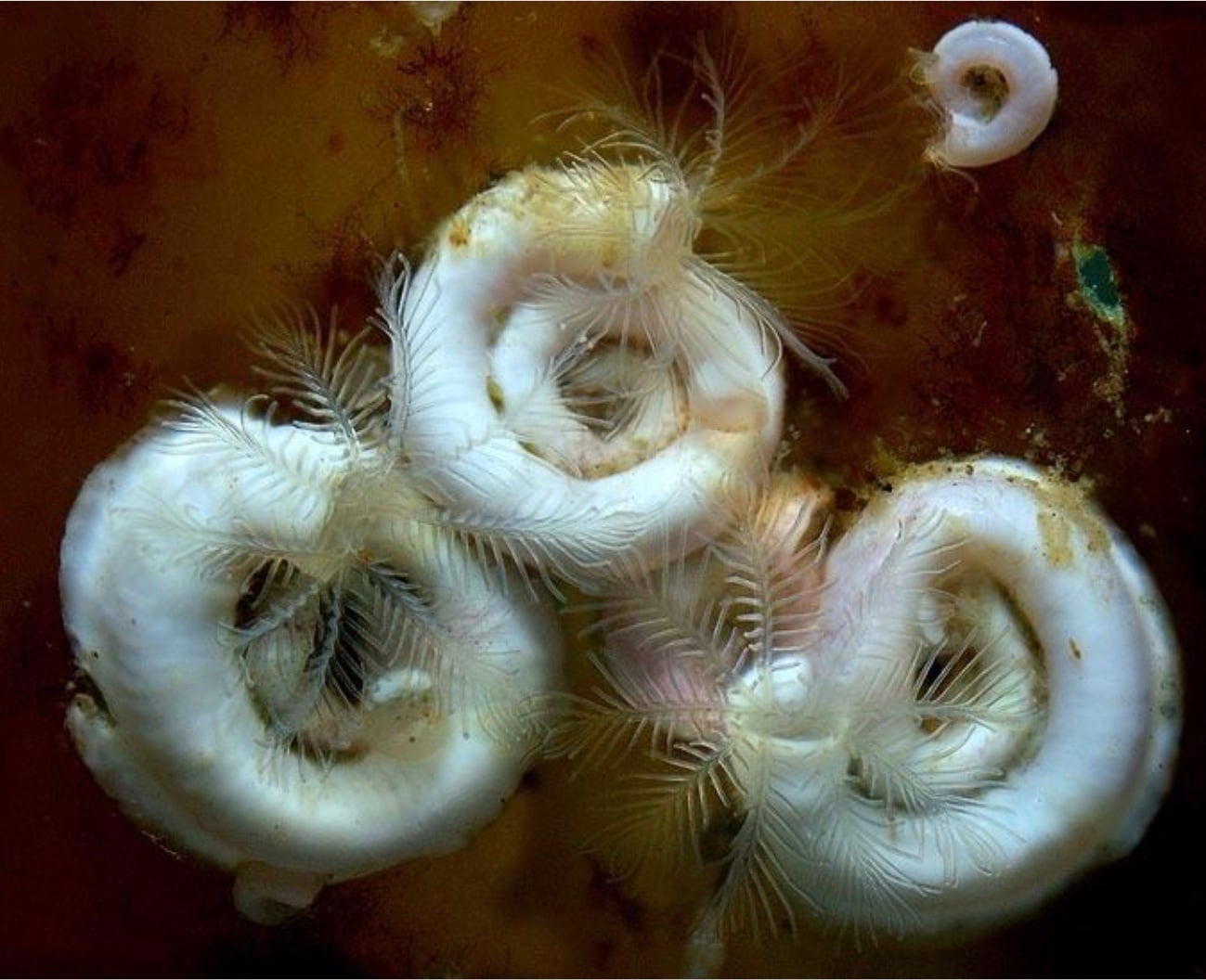 Scores of tiny marine worm-like fossils - Fossil ID - The Fossil Forum