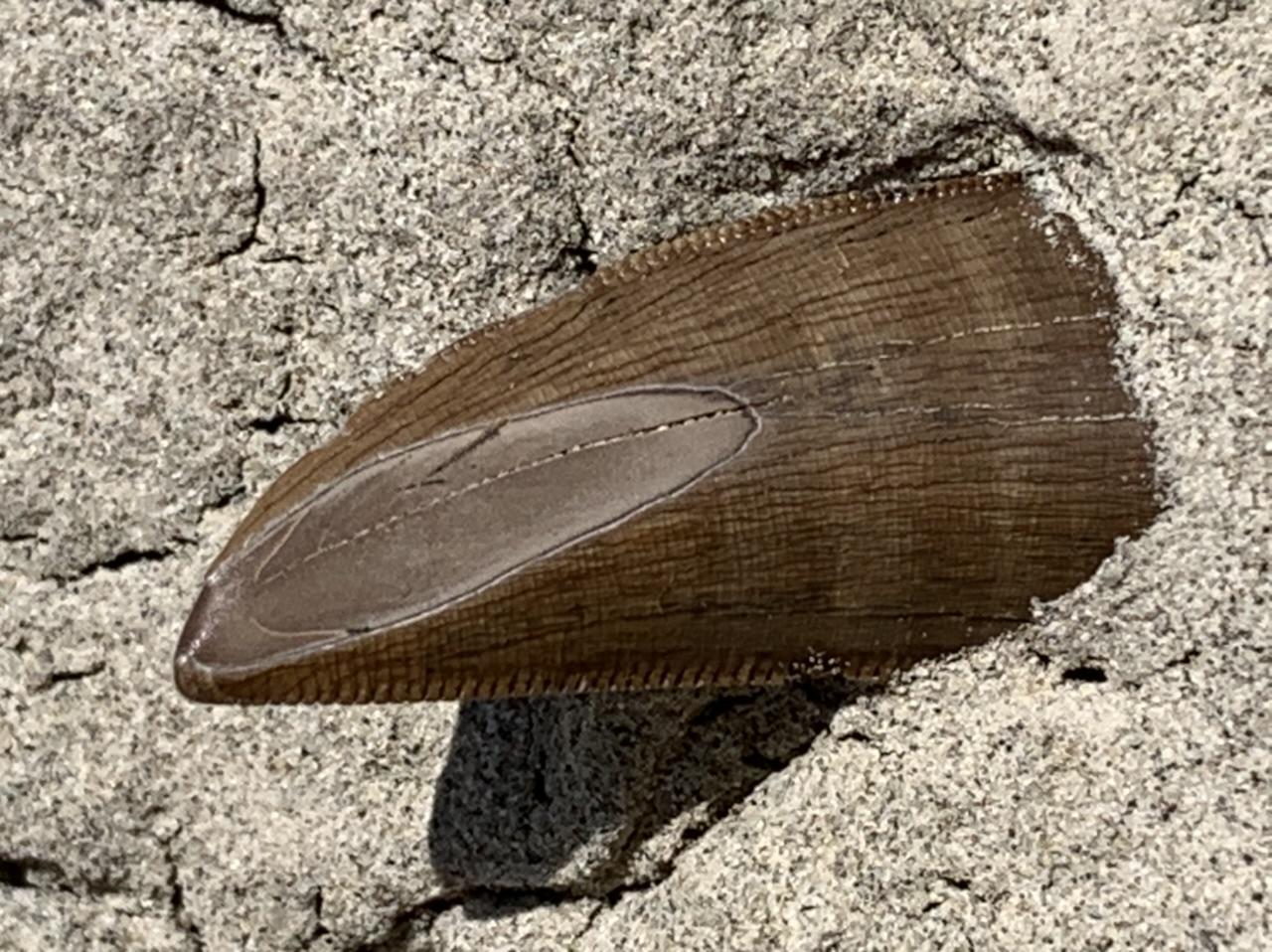 Alberta Fossil Hunting - Fossil Hunting Trips - The Fossil Forum