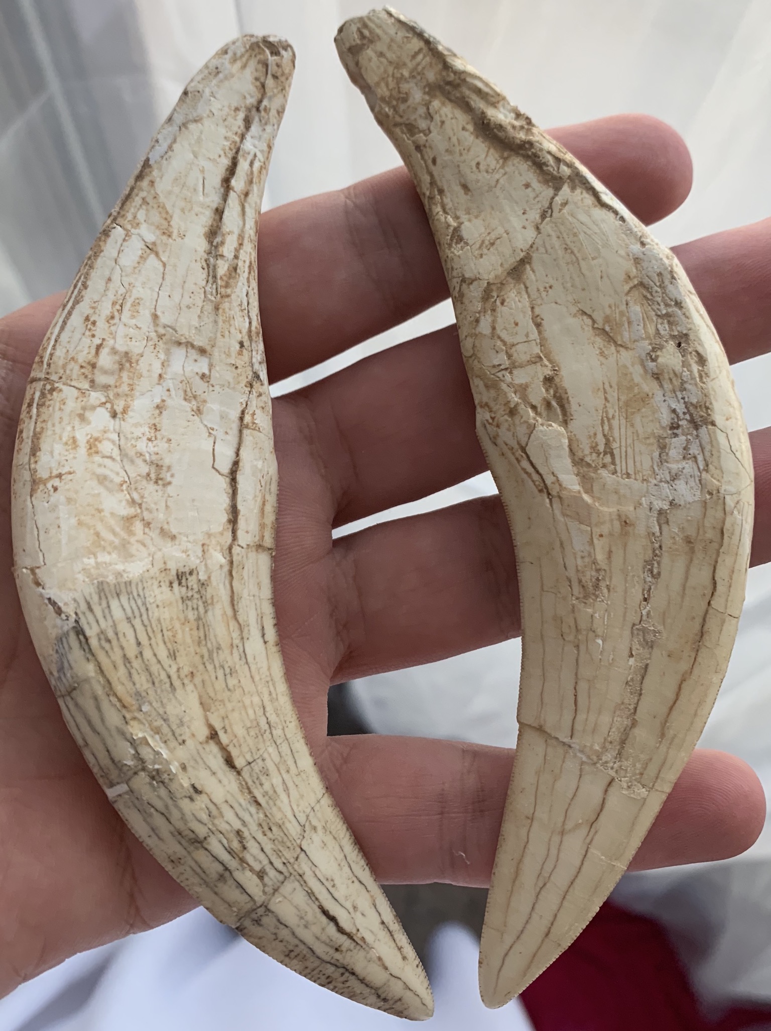 Real machairodus/smilodon teeth? - Is It Real? How to Recognize Fossil ...