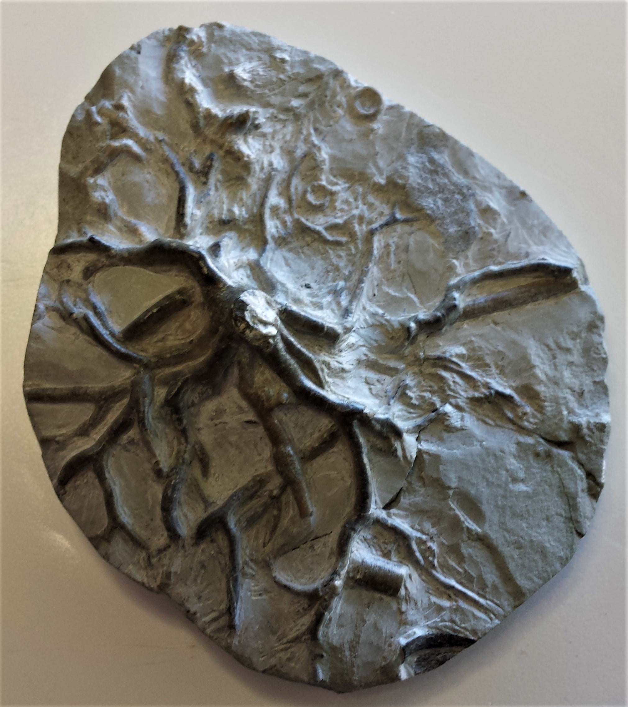Crinoid Holdfast Prep Sharing - Fossil Preparation - The Fossil Forum