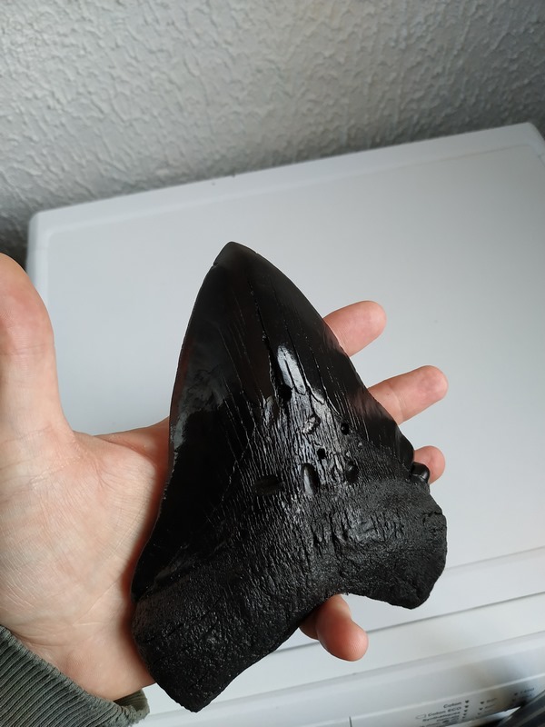 Repairing a broken meg tooth - Fossil Preparation - The Fossil Forum