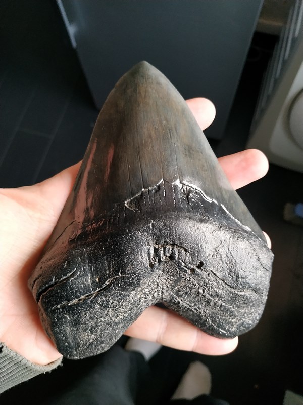 Repairing a broken meg tooth - Fossil Preparation - The Fossil Forum