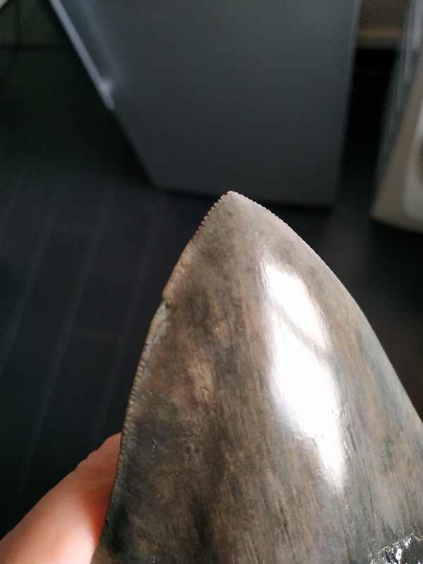 Repairing a broken meg tooth - Fossil Preparation - The Fossil Forum