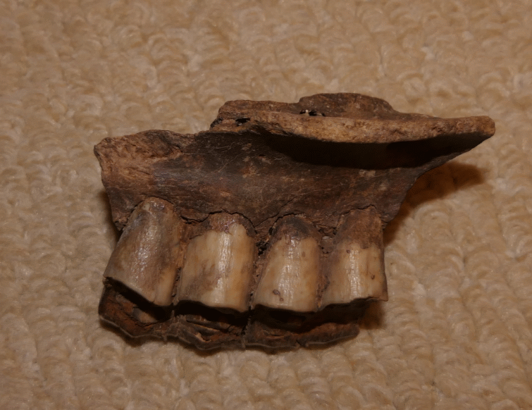 SE Texas fossil hunt - Fossil Hunting Trips - The Fossil Forum