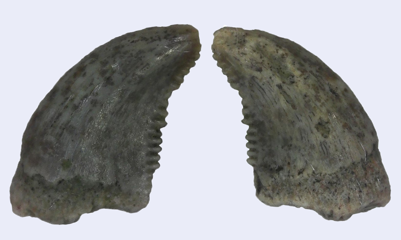 Troodontid or Dromaeosaurid teeth? - Fossil ID - The Fossil Forum