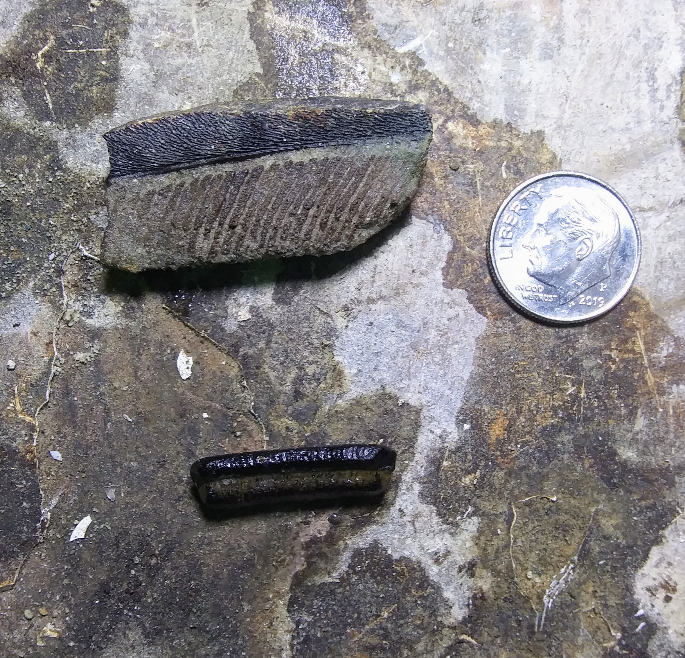 Ray mouth plate? - Fossil ID - The Fossil Forum