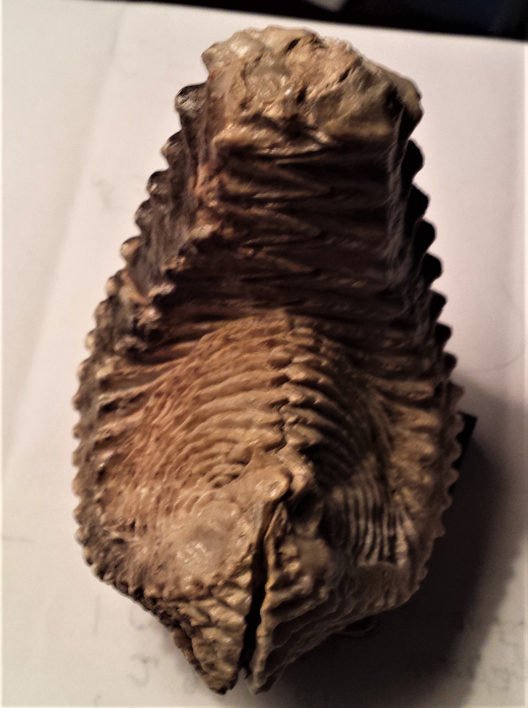 Lopha species - Fossil ID - The Fossil Forum