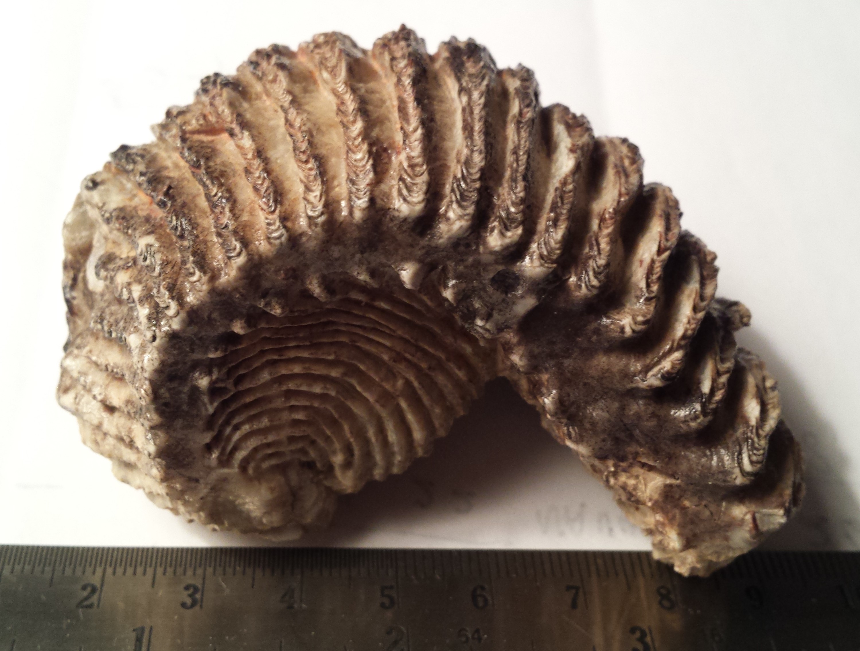Lopha species - Fossil ID - The Fossil Forum