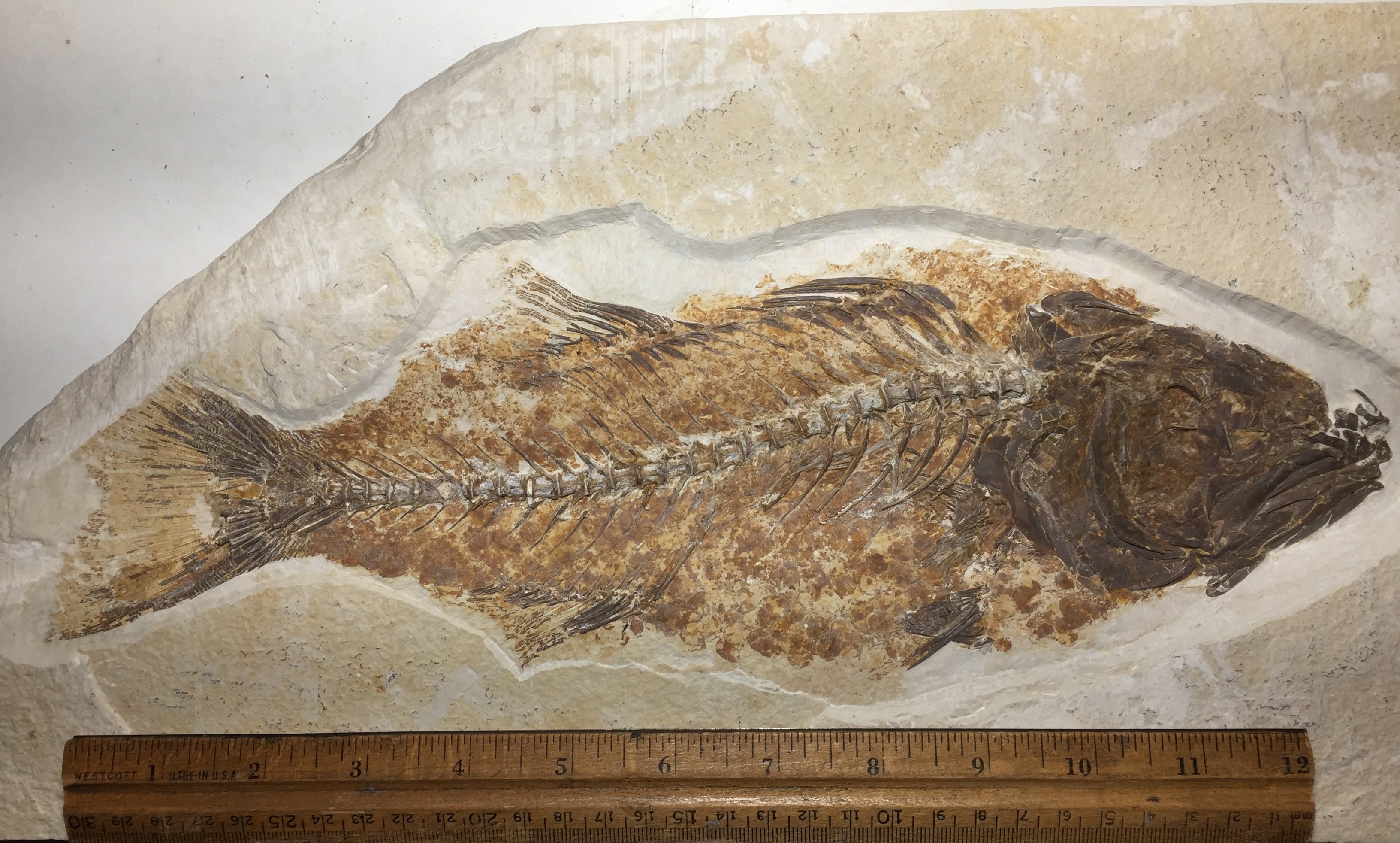 Mioplosus labracoides - Fishes - The Fossil Forum