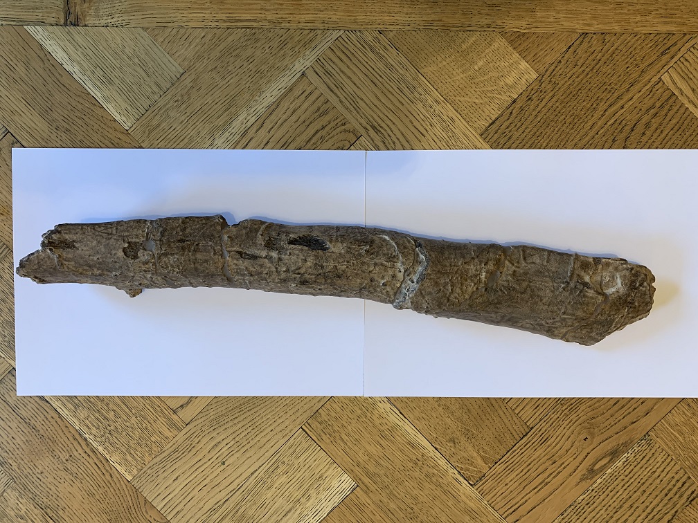 Fibula ID please - Fossil ID - The Fossil Forum
