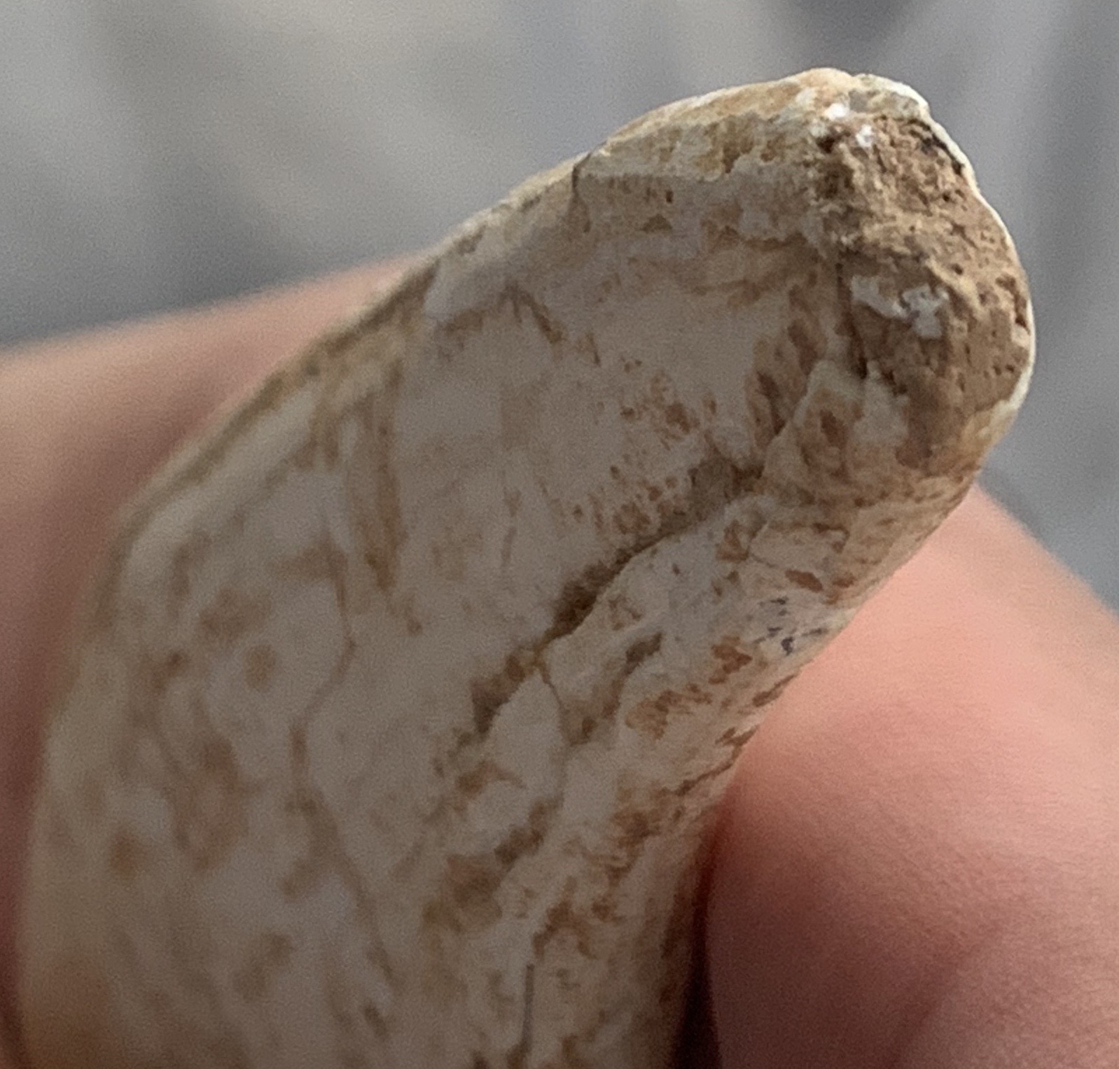 Real machairodus/smilodon teeth? - Is It Real? How to Recognize Fossil ...