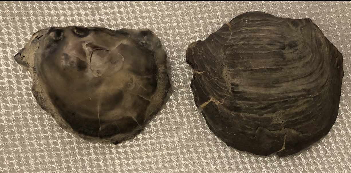 Jurassic Shells? - Fossil ID - The Fossil Forum