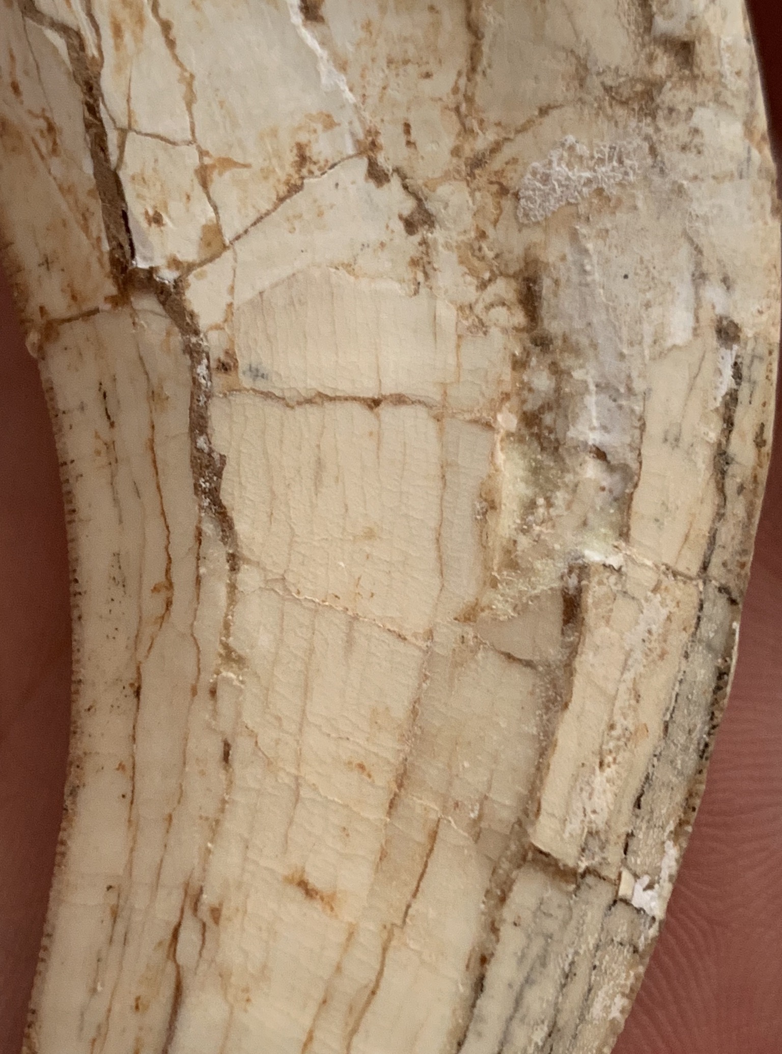Real machairodus/smilodon teeth? - Is It Real? How to Recognize Fossil ...