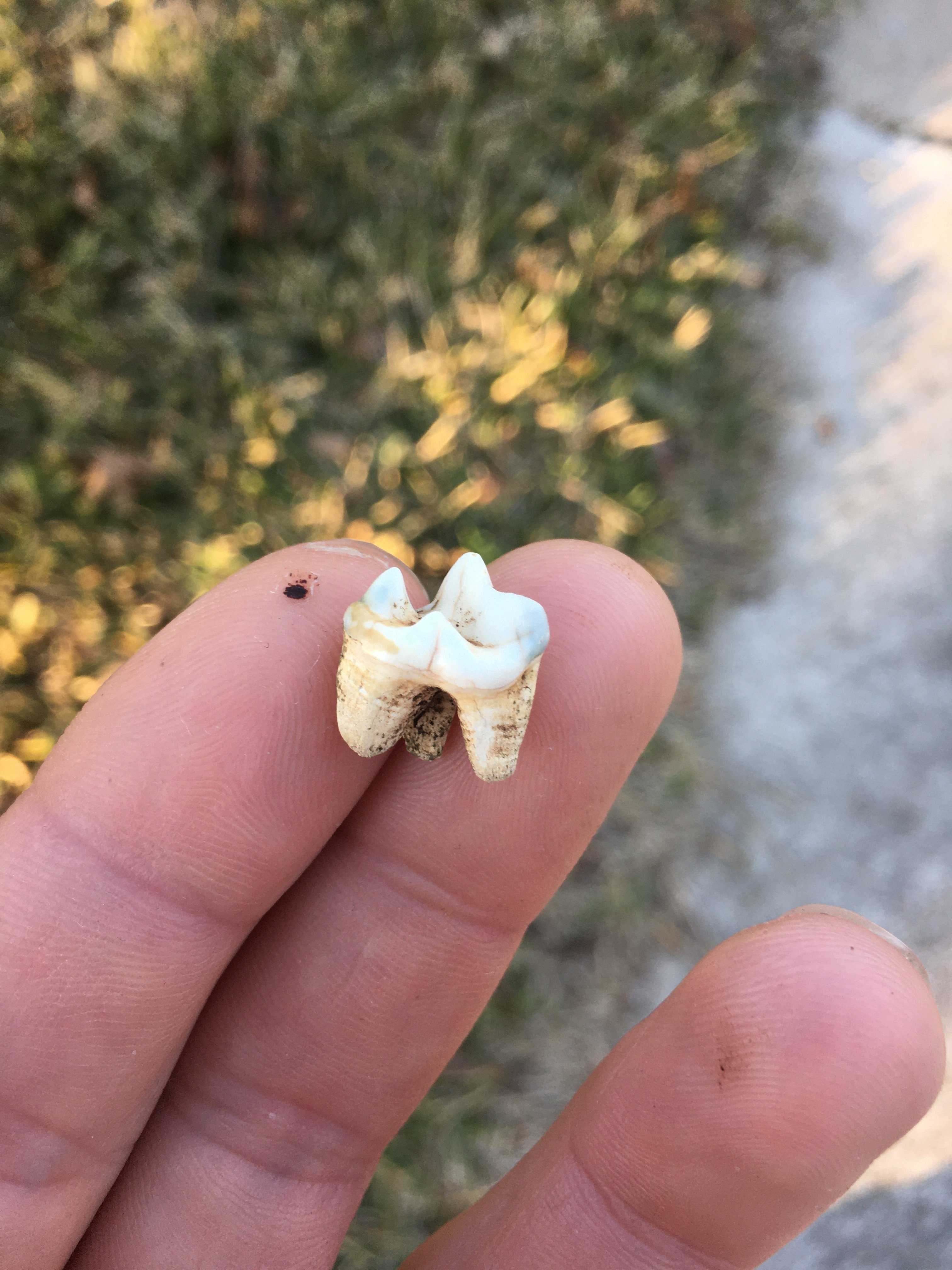 Peculiar Tooth found in Central Texas Sink - Fossil ID - The Fossil Forum