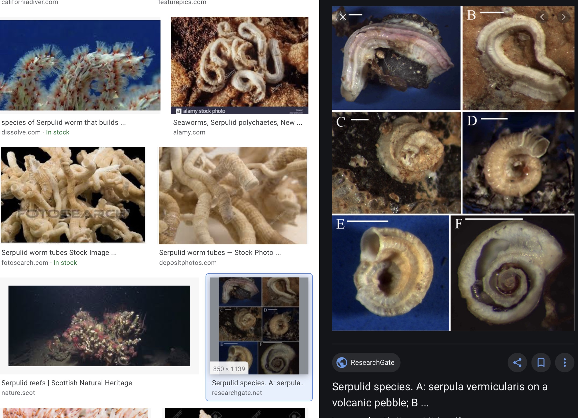 Scores of tiny marine worm-like fossils - Fossil ID - The Fossil Forum