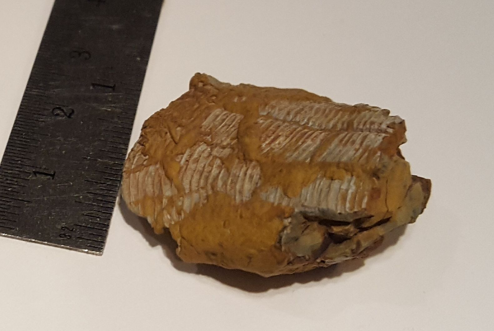 LARGE Conularia piece - General Fossil Discussion - The Fossil Forum
