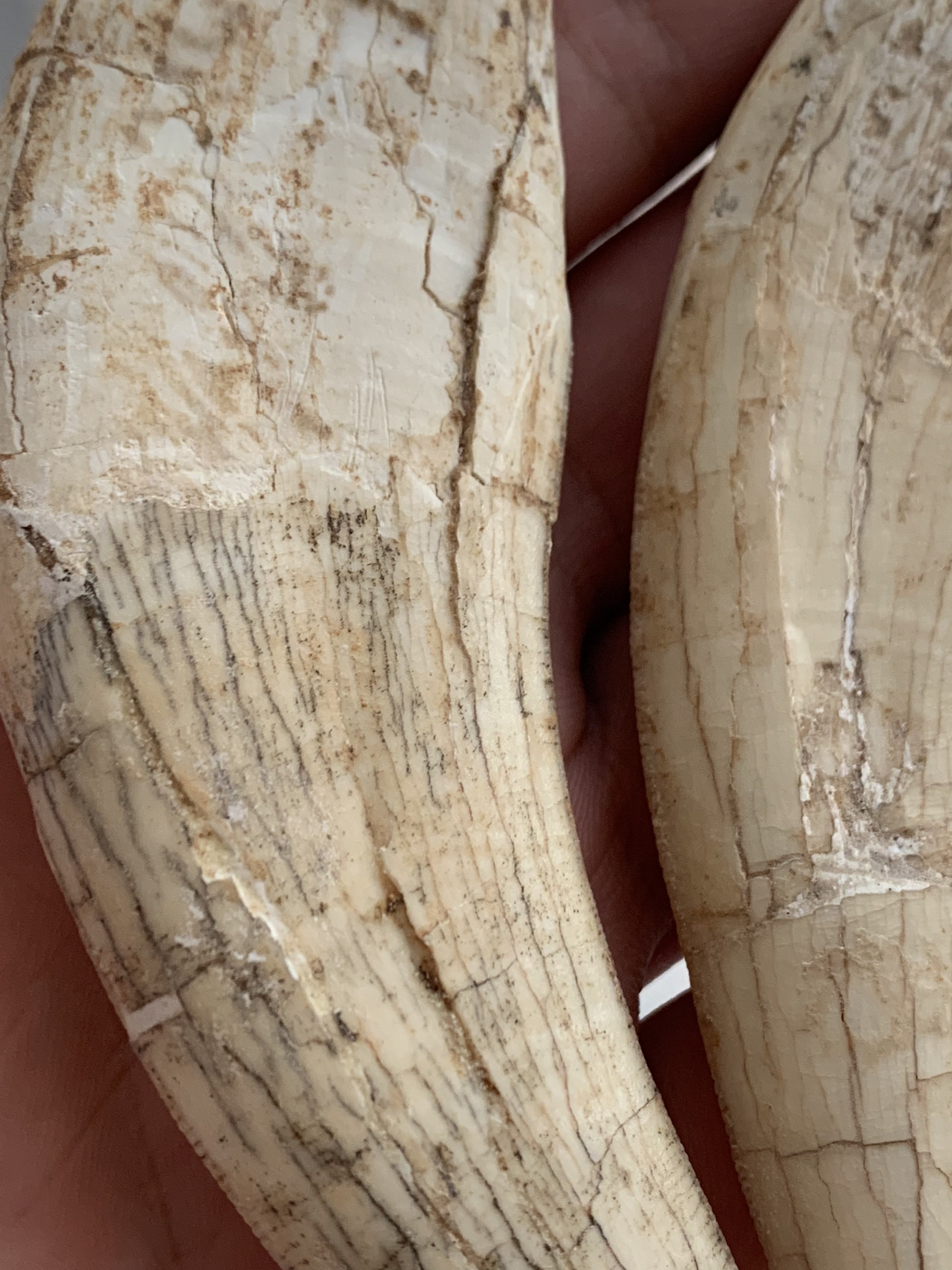 Real machairodus/smilodon teeth? - Is It Real? How to Recognize Fossil ...