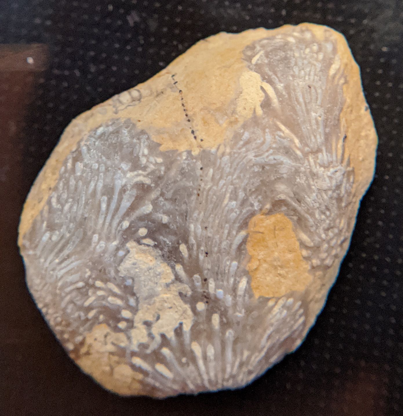 syringopora or organ pipe coral - Fossil ID - The Fossil Forum