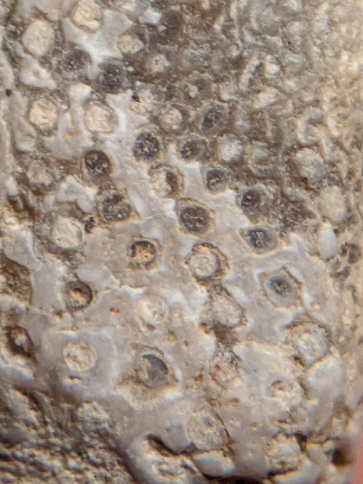 syringopora or organ pipe coral - Fossil ID - The Fossil Forum
