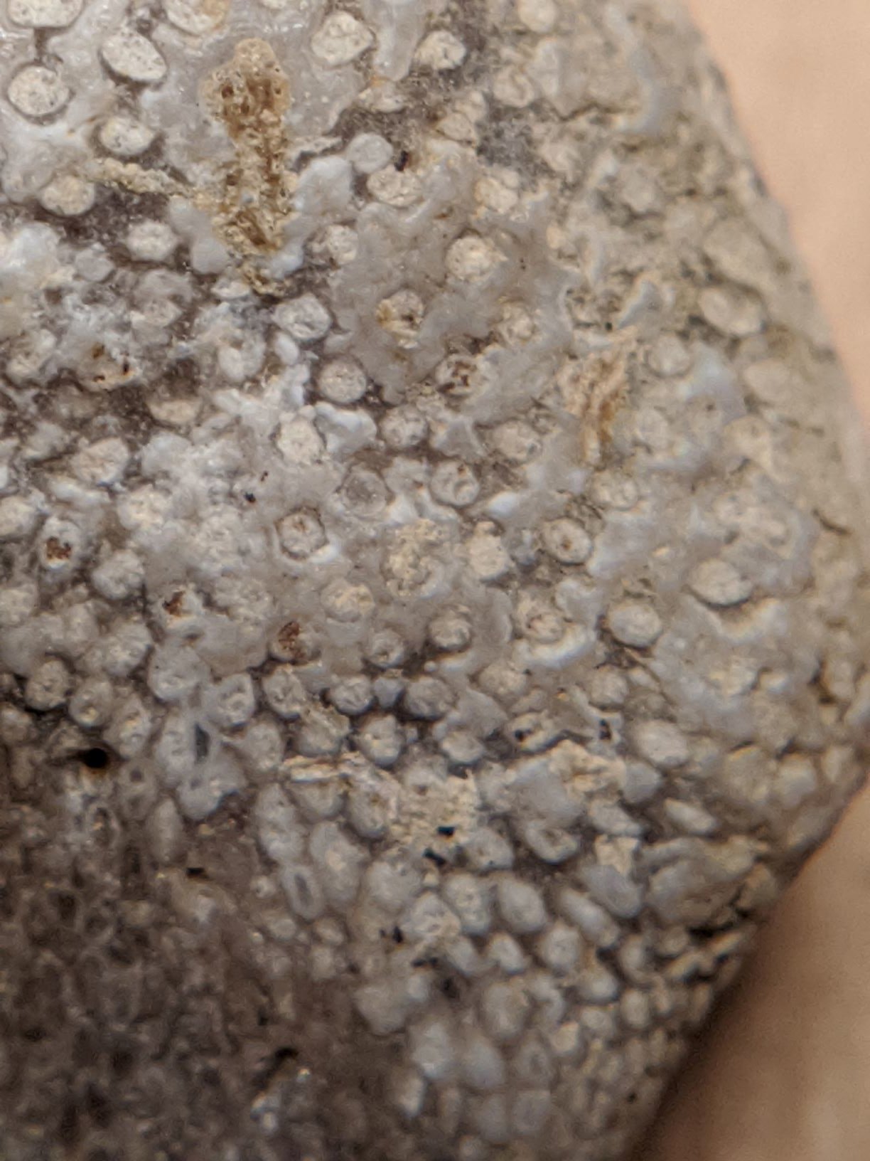 syringopora or organ pipe coral - Fossil ID - The Fossil Forum