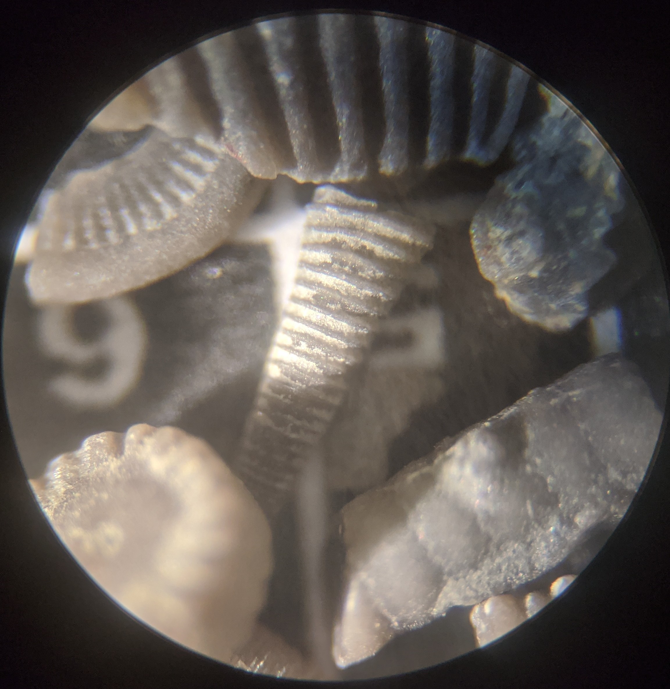 Show us your fossils through a macro lens. - Page 2 - General Fossil ...