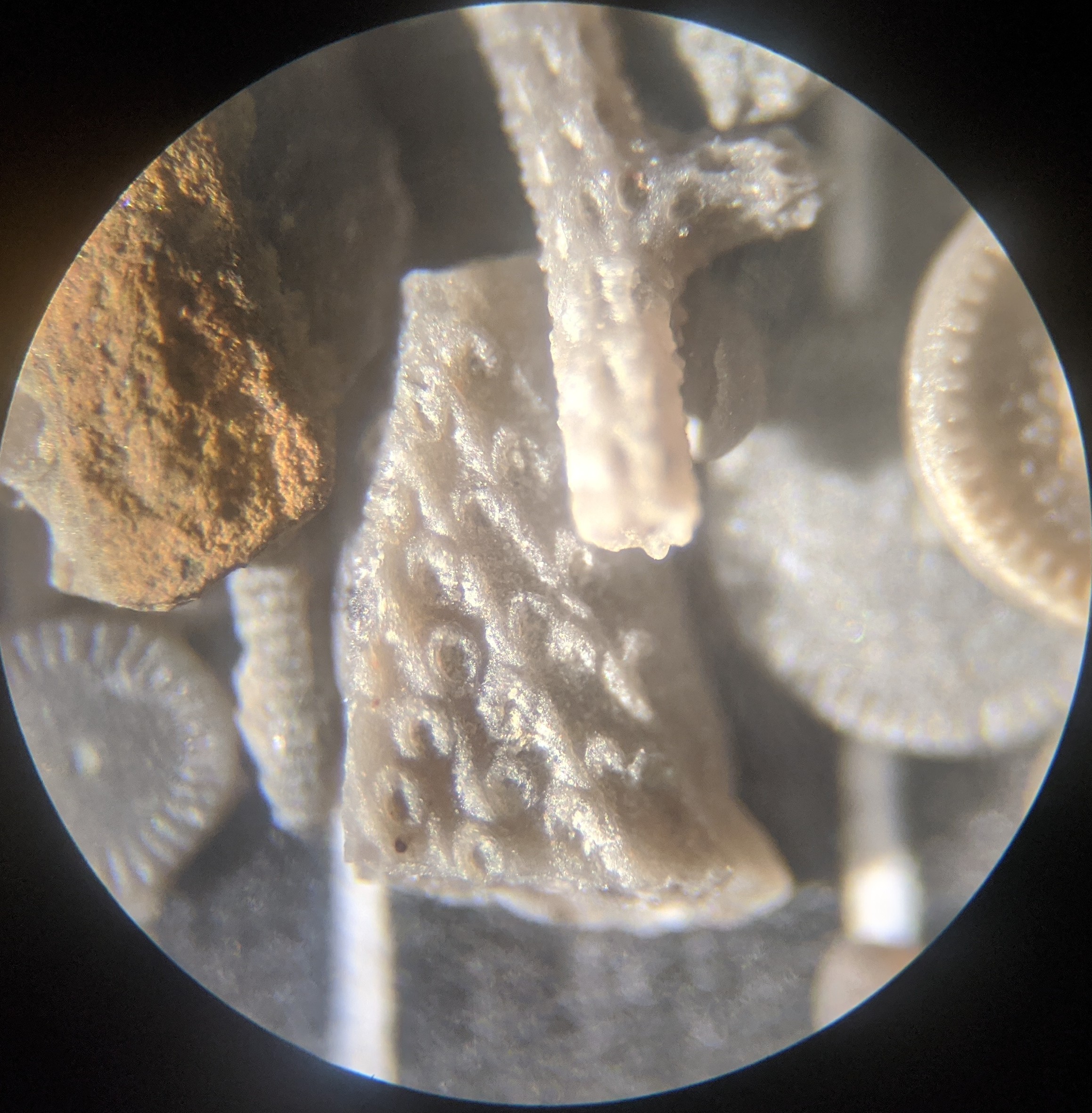 Show us your fossils through a macro lens. - Page 2 - General Fossil ...