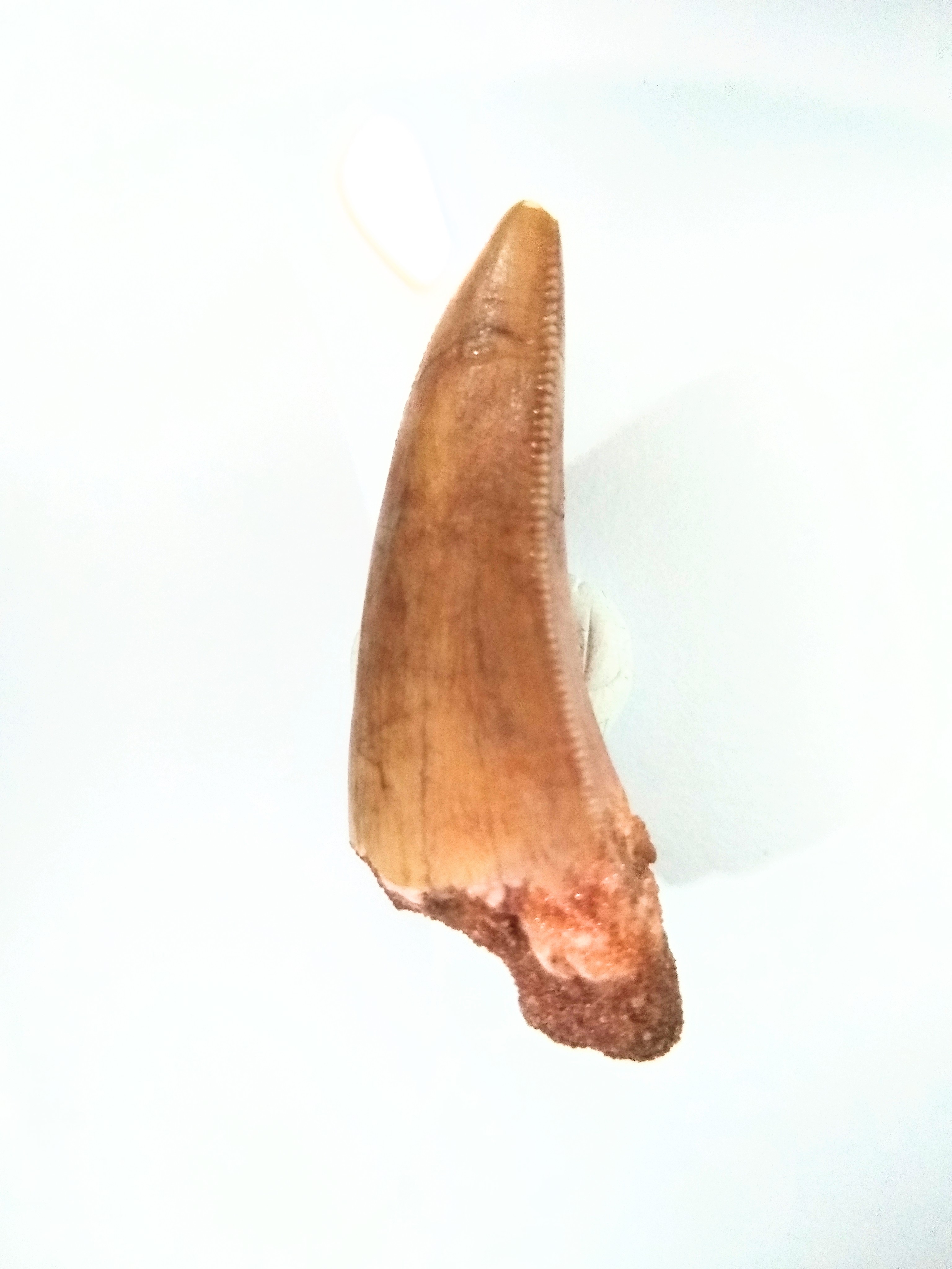 My Oddball Kem Kem Theropod Teeth - Member Collections - The Fossil Forum