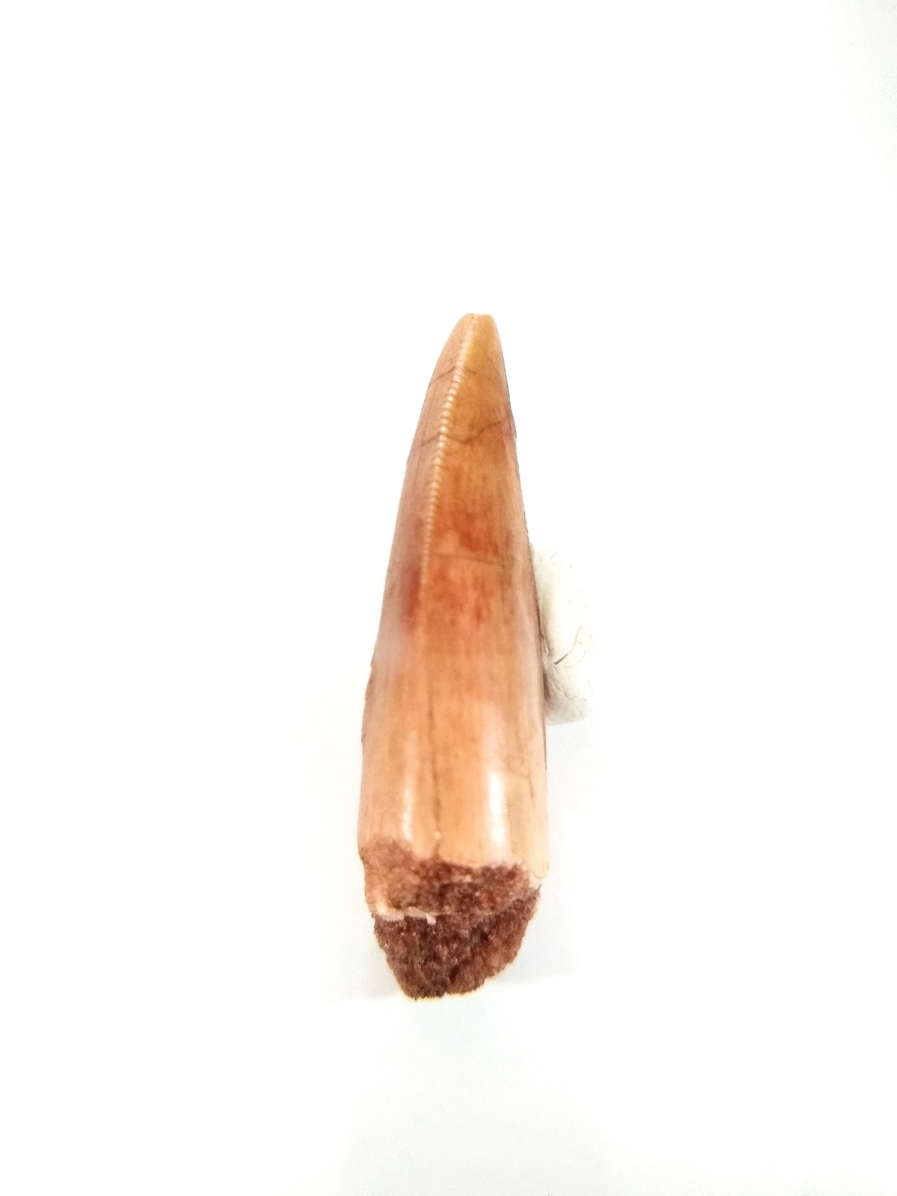My Oddball Kem Kem Theropod Teeth - Member Collections - The Fossil Forum