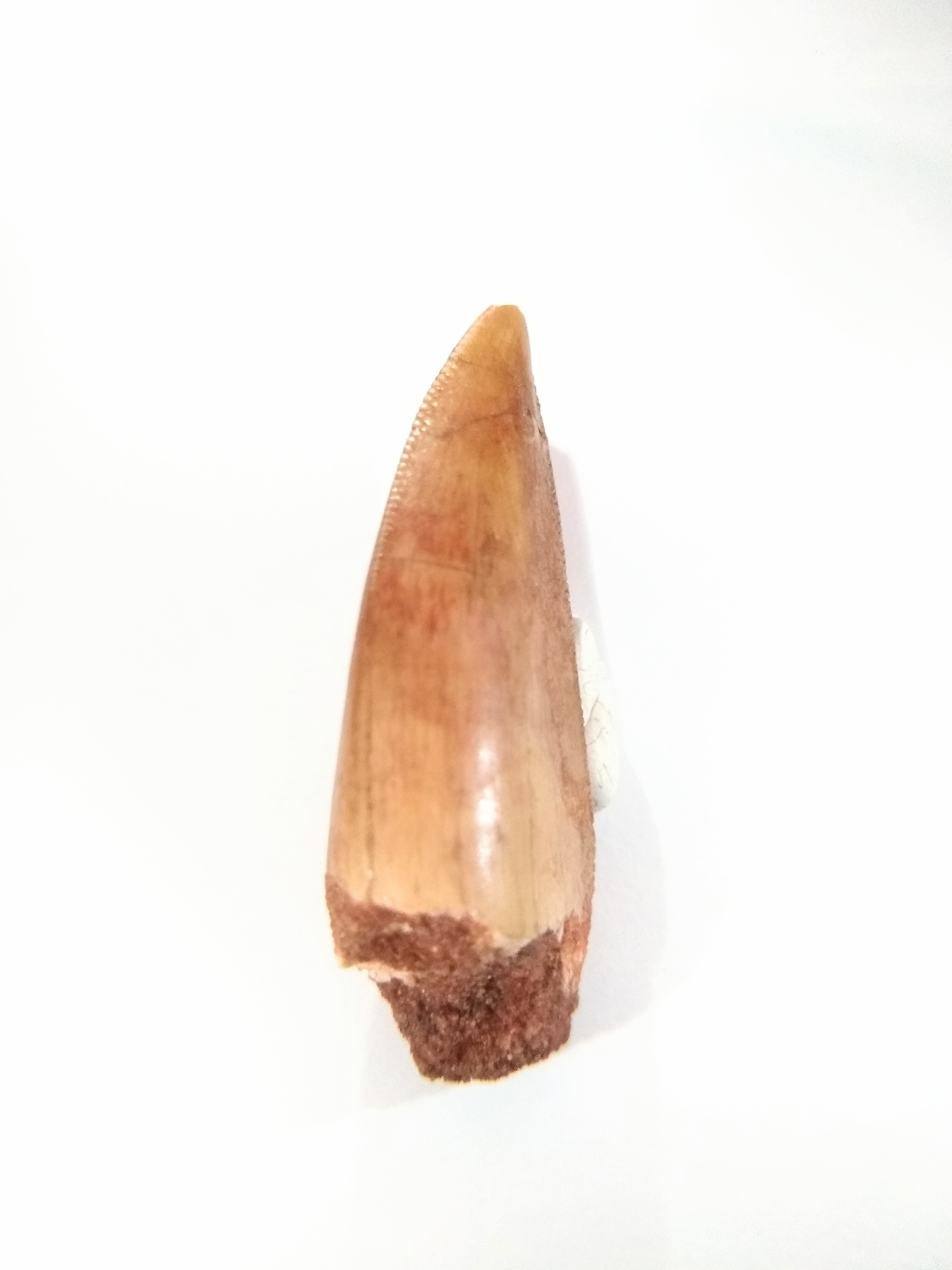 My Oddball Kem Kem Theropod Teeth - Member Collections - The Fossil Forum