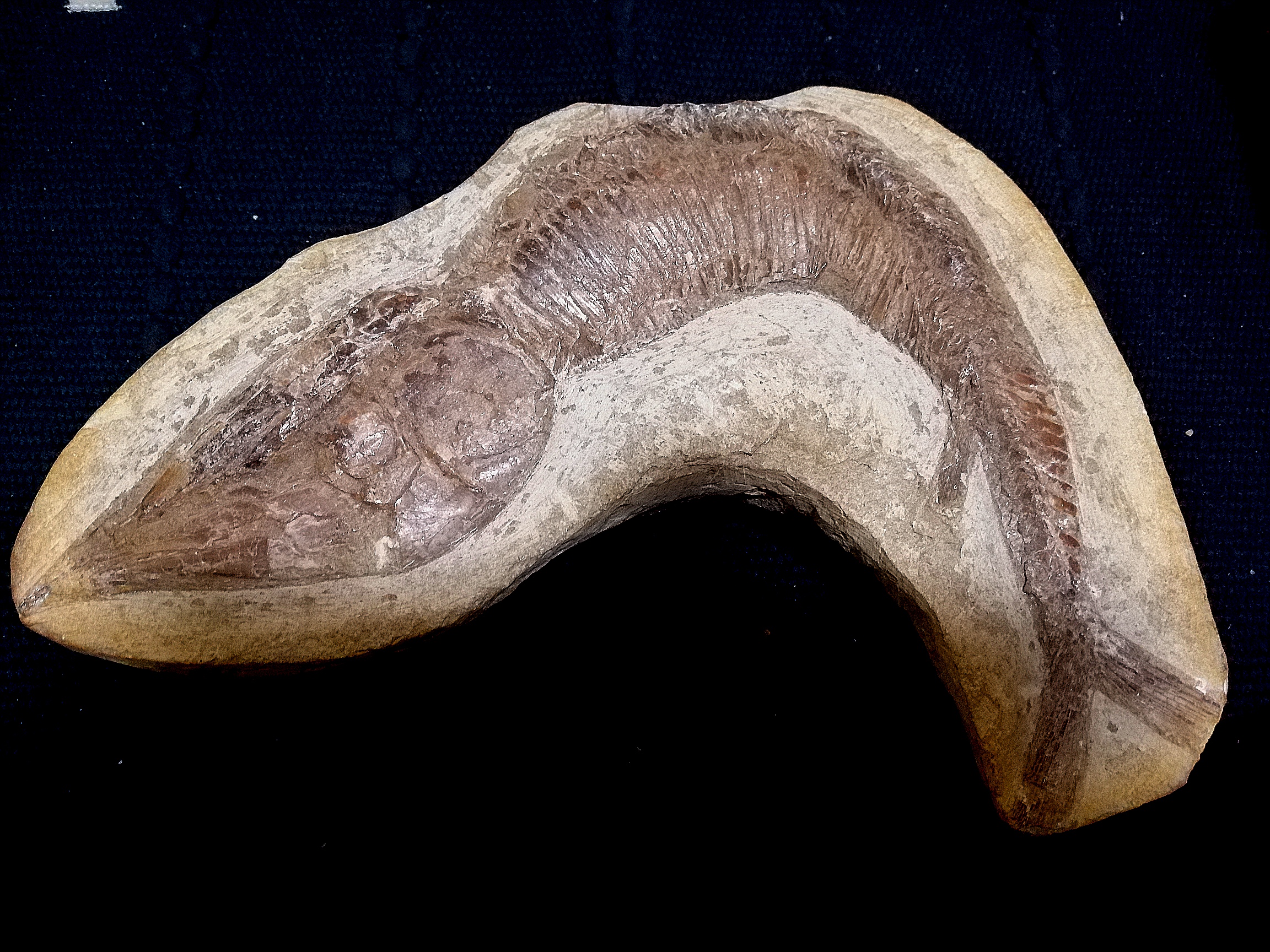 Big head fish - Fossil ID - The Fossil Forum