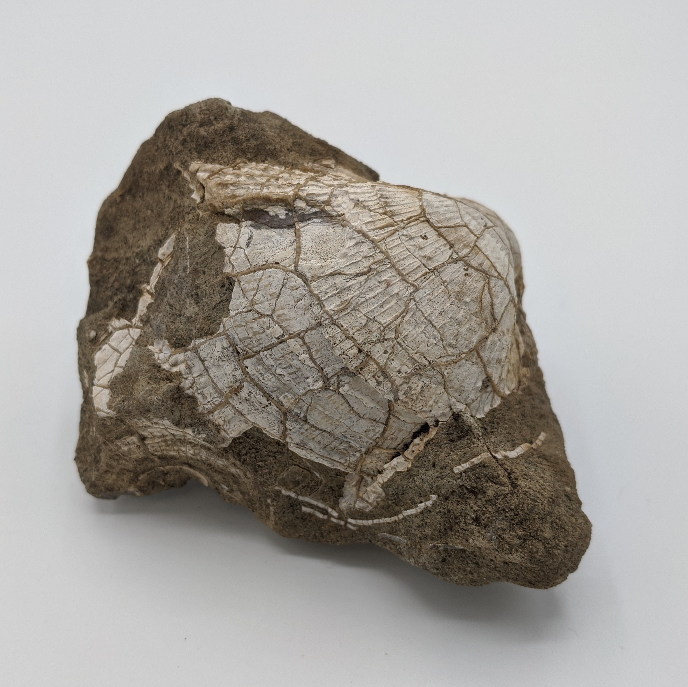 California bivalve ID - Fossil ID - The Fossil Forum