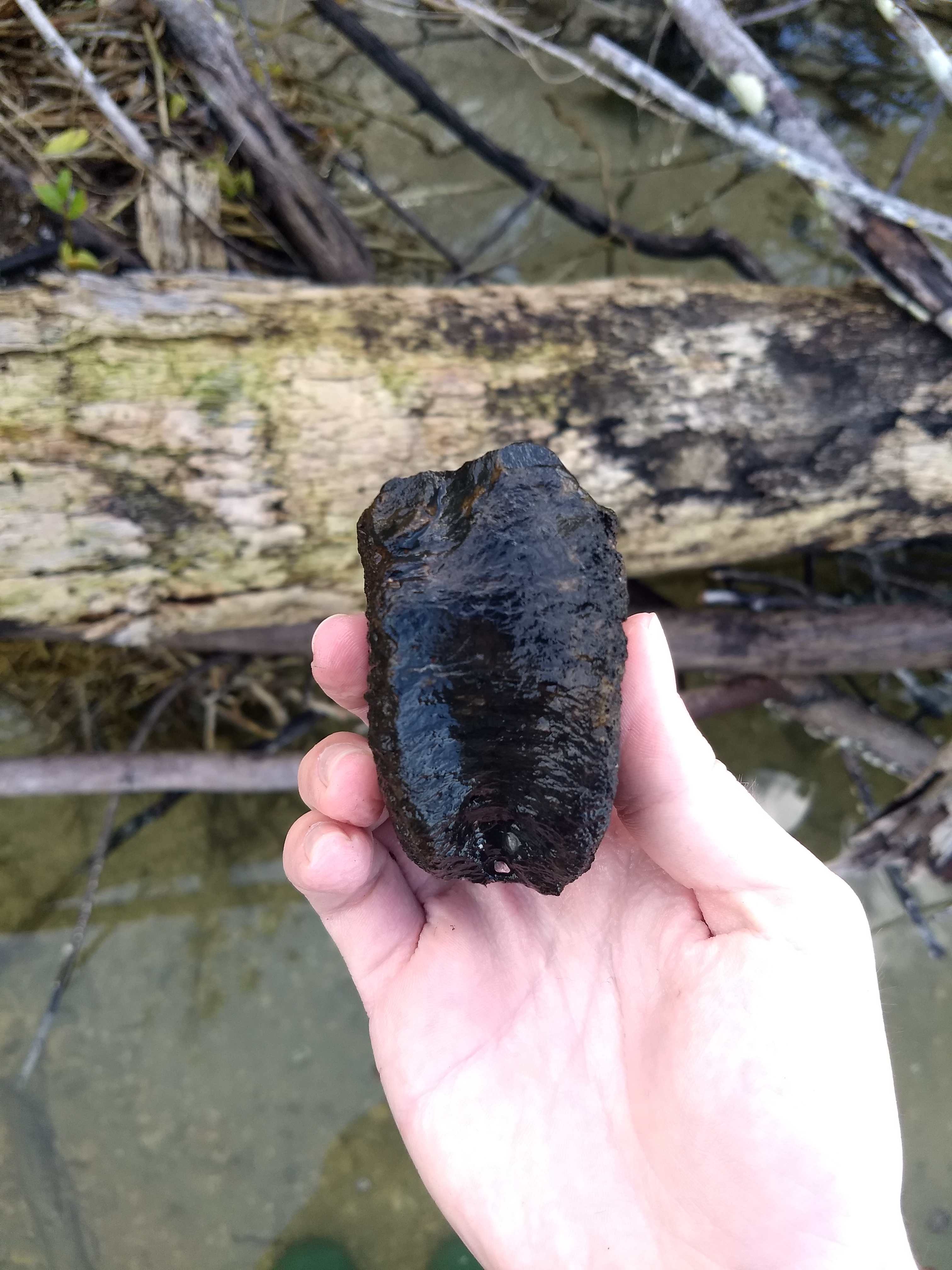 Florida Pleistocene Giant Ground Sloth Vertebra? - Fossil ID - The ...
