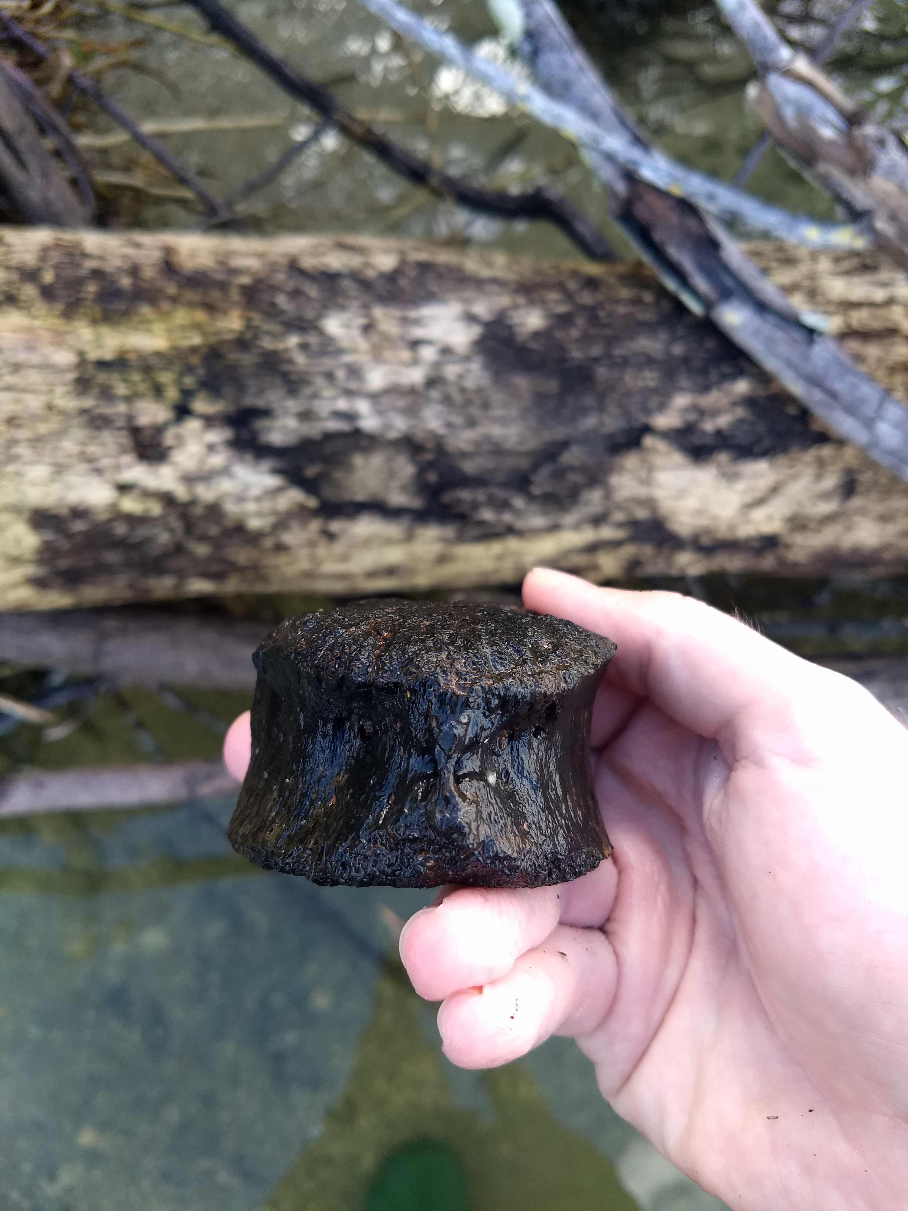 Florida Pleistocene Giant Ground Sloth Vertebra? - Fossil ID - The ...