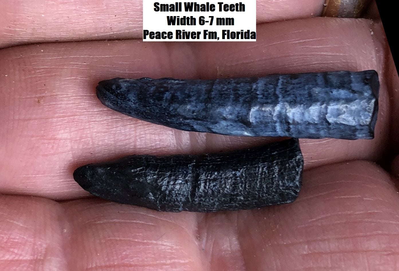 Small Florida Whale teeth - Fossil ID - The Fossil Forum