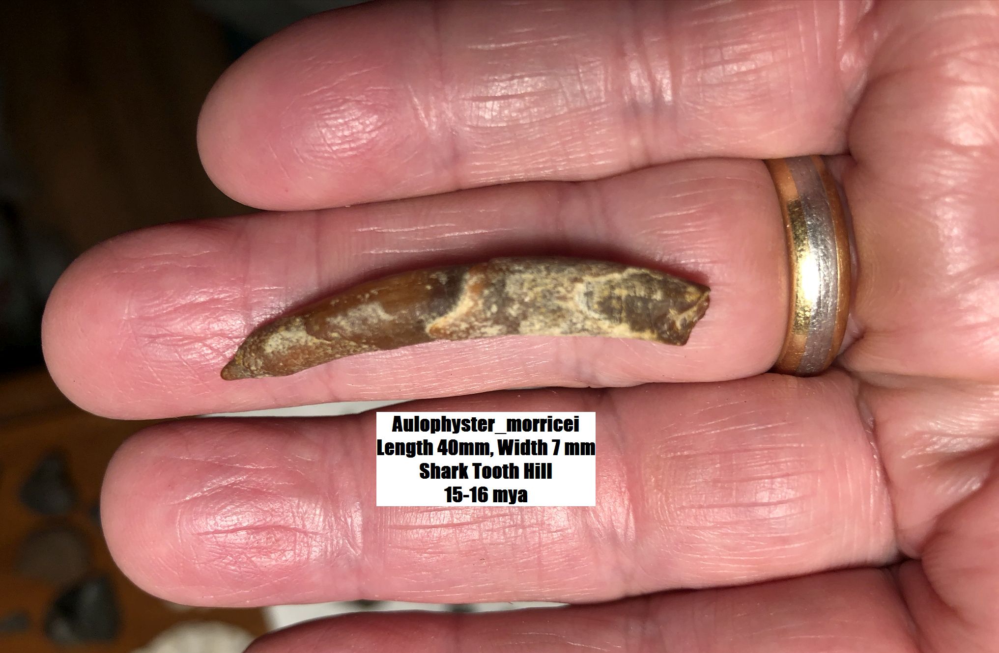 Small Florida Whale teeth - Fossil ID - The Fossil Forum