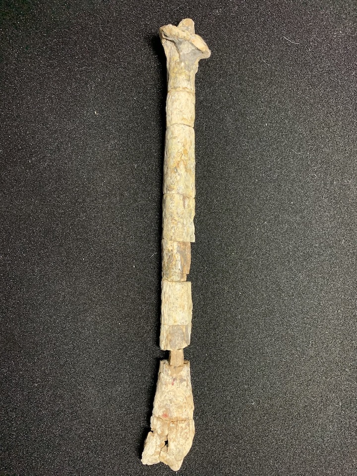 My Newest Addition - Hesperornis - Member Collections - The Fossil Forum
