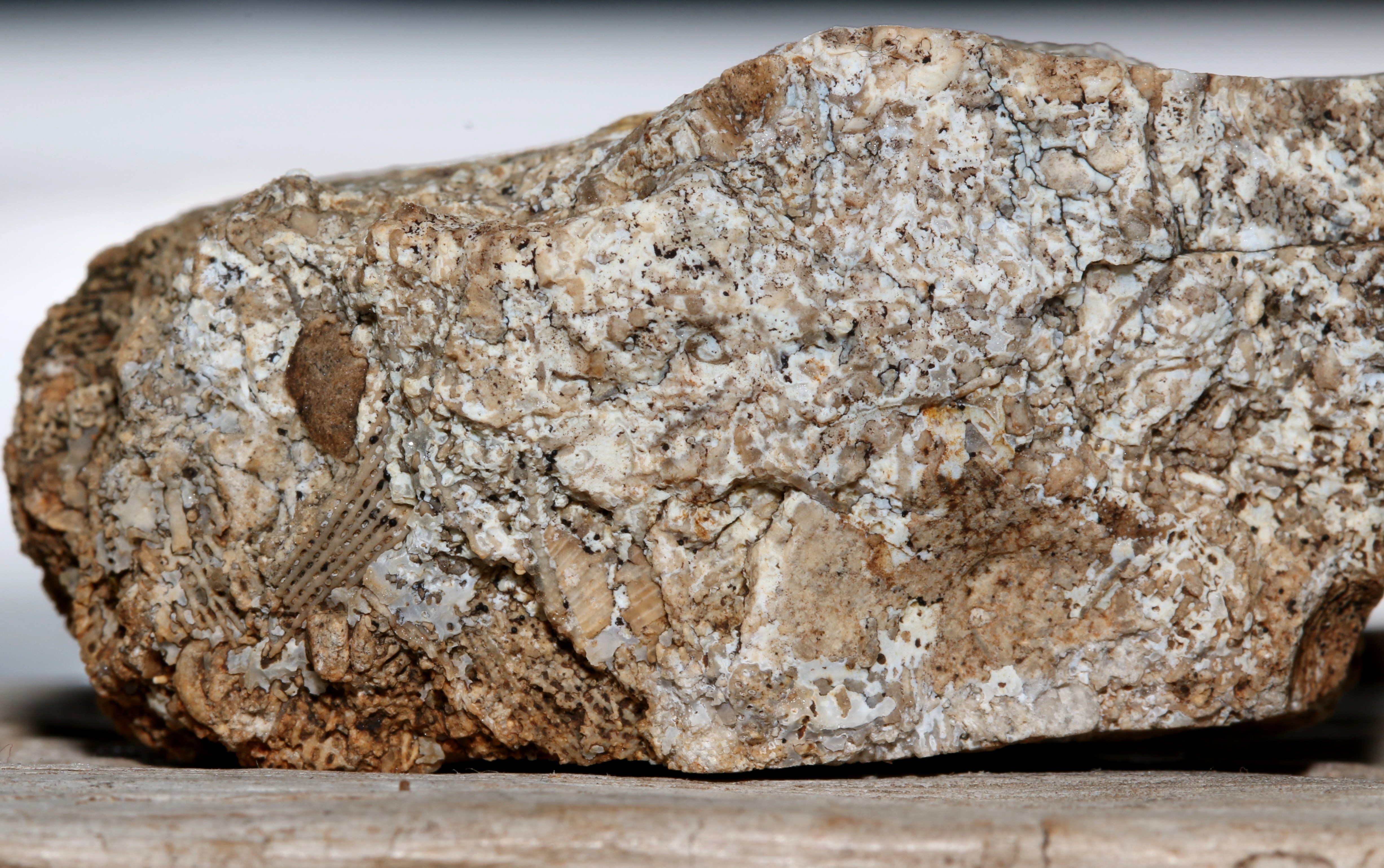 Cleaning Fossiliferous Limestone - completed? - General Fossil ...