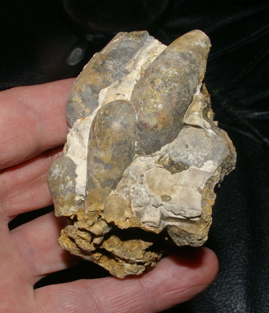 Fauna???? ID request - Fossil ID - The Fossil Forum