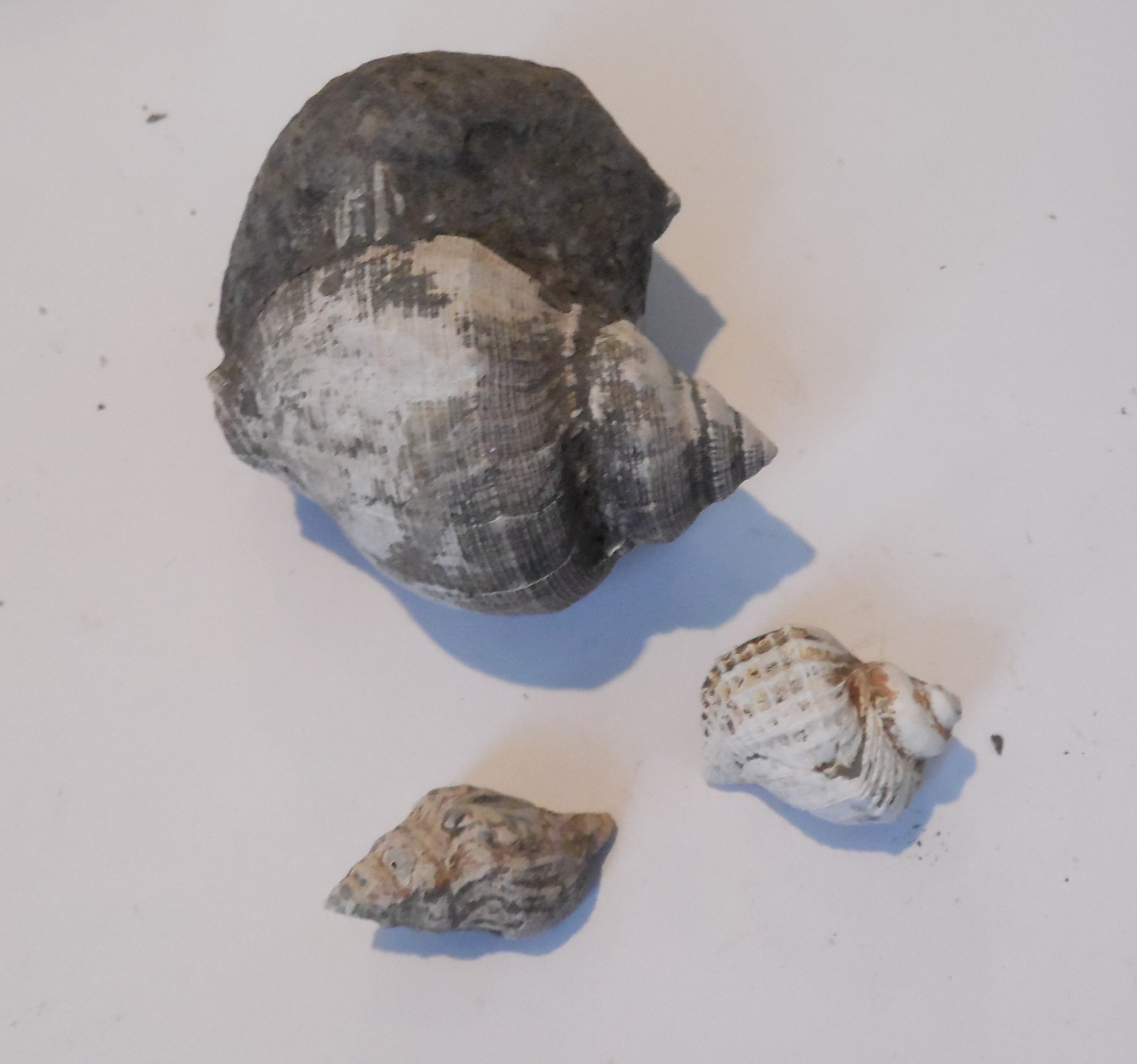 Fossil Hunting Oregons Coast - Fossil Hunting Trips - The Fossil Forum