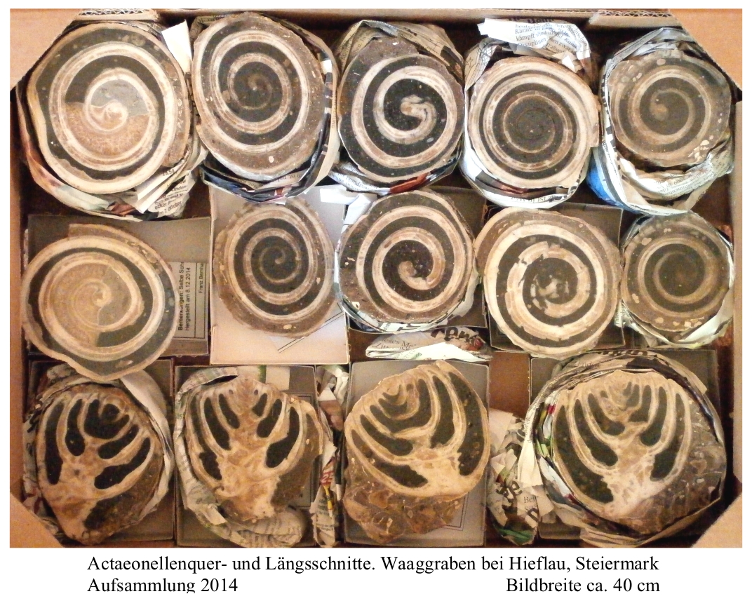 Fossils, or...? - Fossil ID - The Fossil Forum