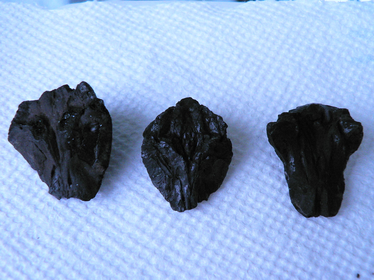 Myrtle beach: Fish skulls?? - Fossil ID - The Fossil Forum