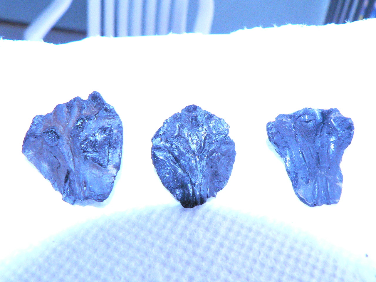 Myrtle beach: Fish skulls?? - Fossil ID - The Fossil Forum