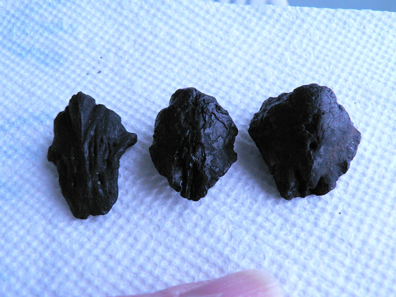 Myrtle beach: Fish skulls?? - Fossil ID - The Fossil Forum