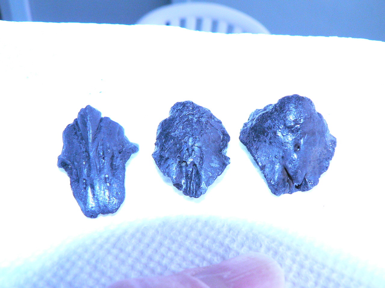 Myrtle beach: Fish skulls?? - Fossil ID - The Fossil Forum