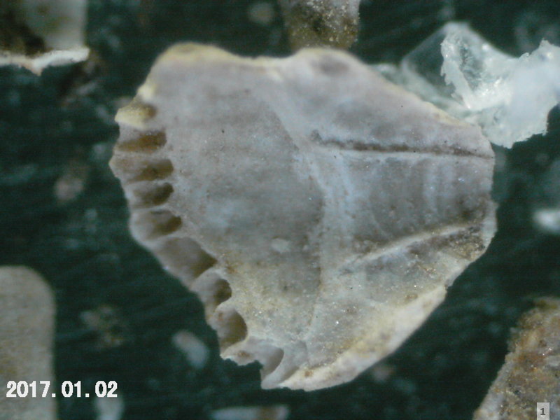 Several unknown marine microfossils found - Micro-paleontology - The ...