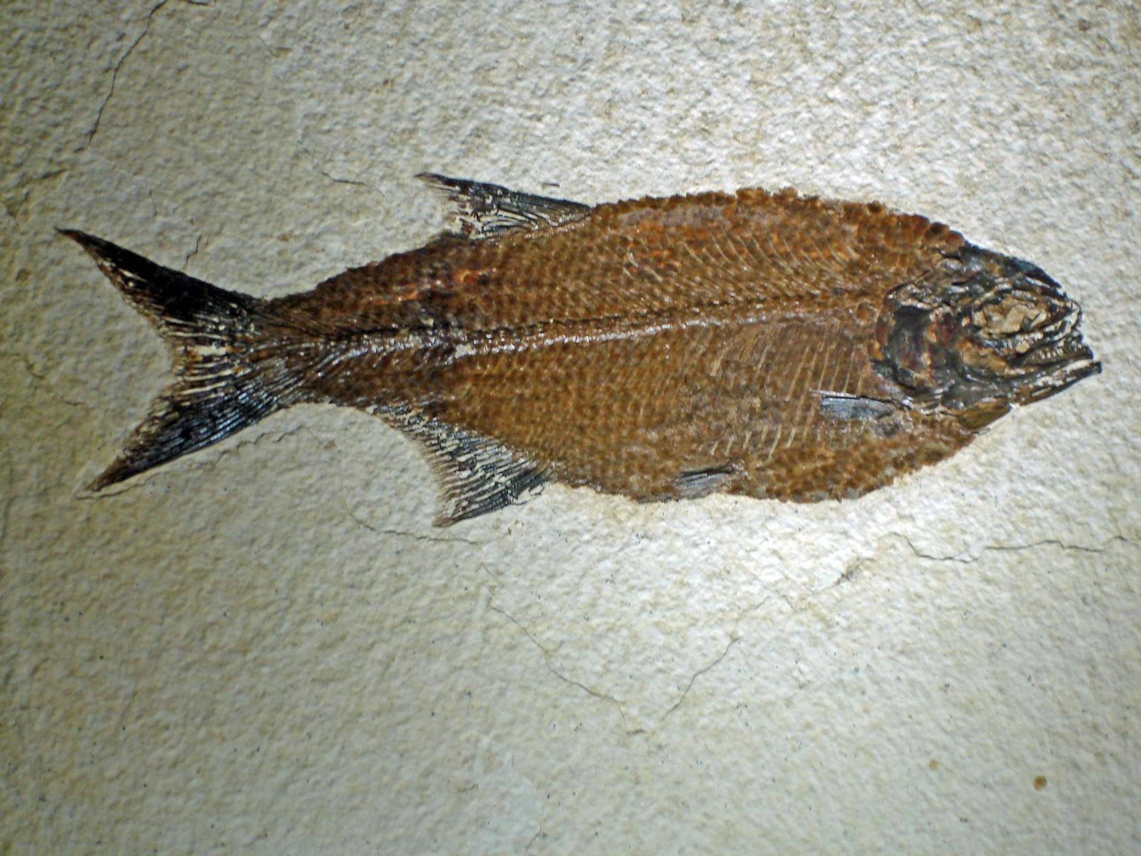Hiodon falcatus? - Fossil ID - The Fossil Forum